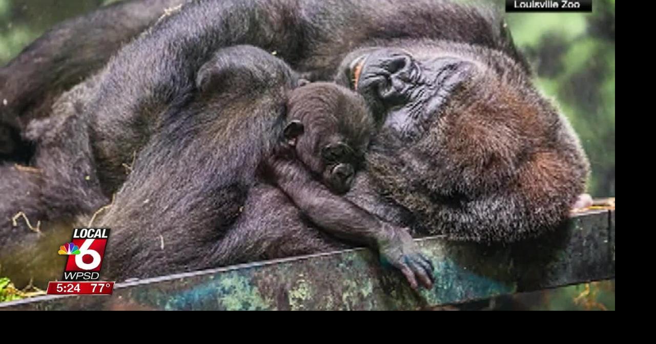 Baby gorilla Abeo at Louisville Zoo | News | WPSD Local 6