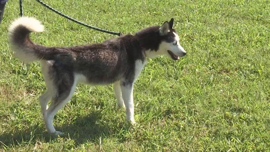 Humane Society of Marshall County gives blind, diabetic husky "Diva" a ...