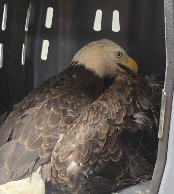 Law enforcement officers rescue bald eagle near Hickman Harbor | News ...