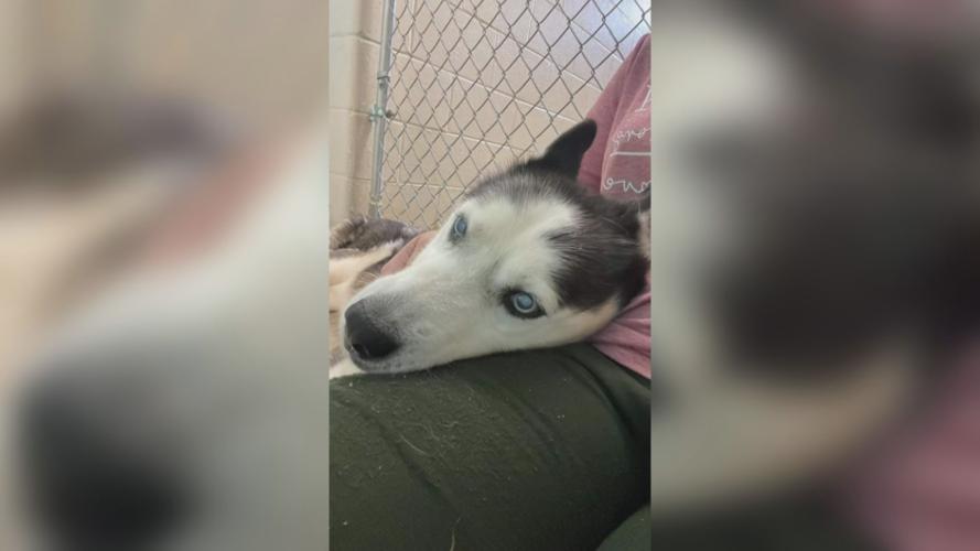Humane Society of Marshall County gives blind, diabetic husky "Diva" a ...