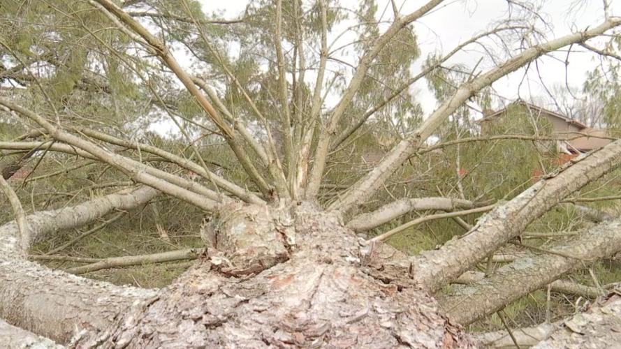 Wind gusts in Paducah cause 50-year-old tree to fall | News | WPSD Local 6