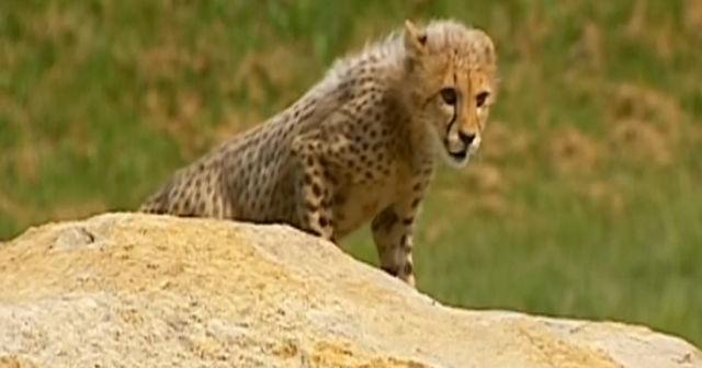 Cheetah cubs make history | News | WPSD Local 6