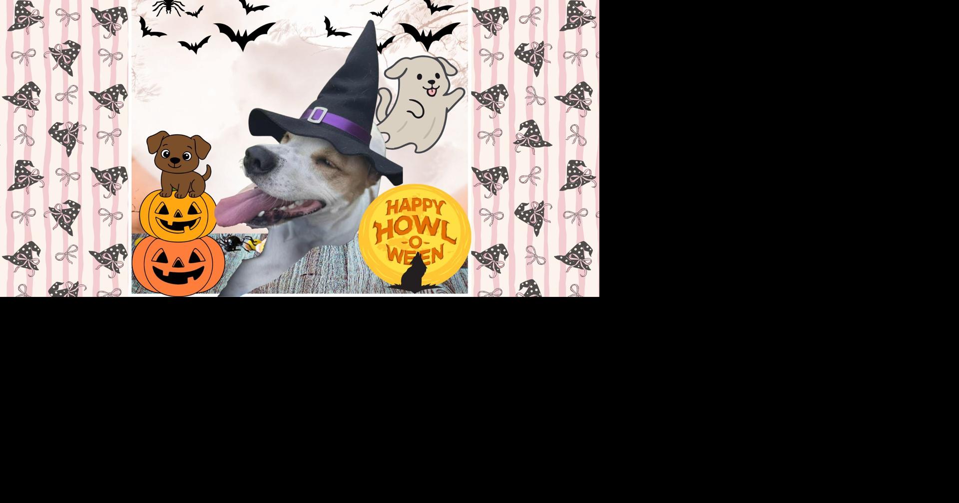 Ceely — Bewitchingly cute and ready to be your familiar | Community ...