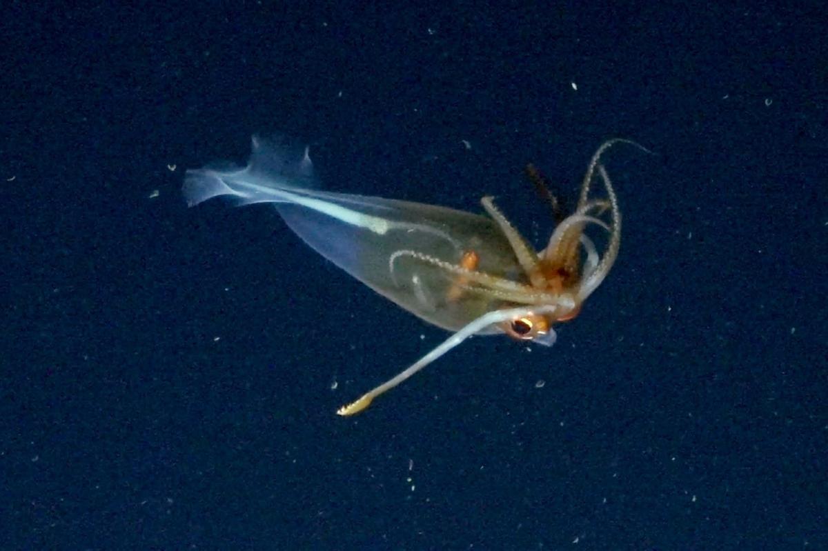 Colossal squid resembles a ‘glass sculpture’ in first footage taken from the deep sea | News ...