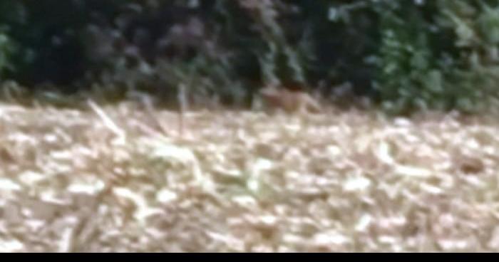 Caught on camera: Illinois mountain lion? | | WPSD Local 6