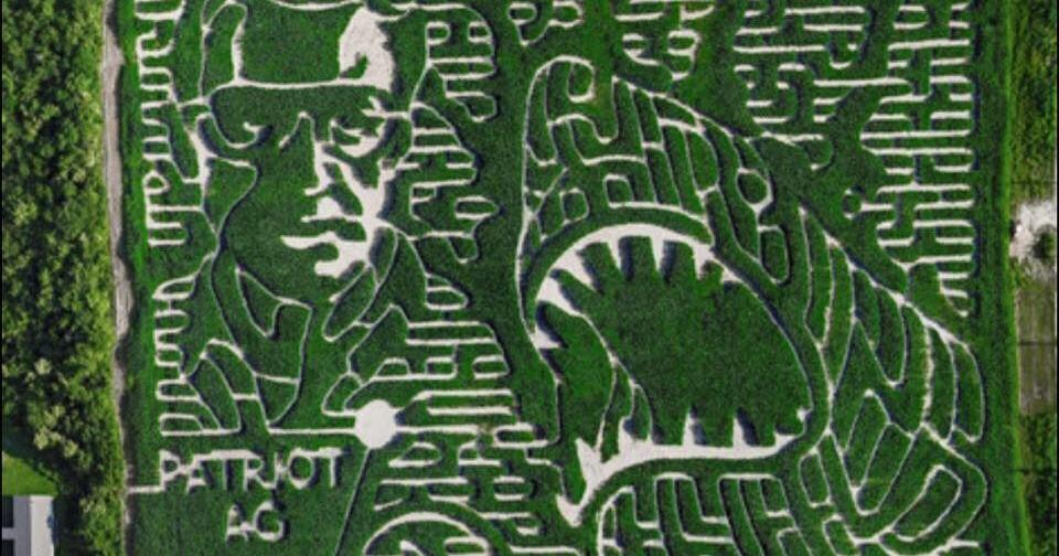 king corn maze