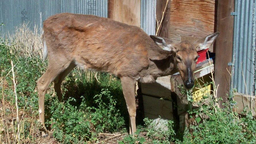 First case of chronic wasting disease confirmed in west Kentucky deer ...