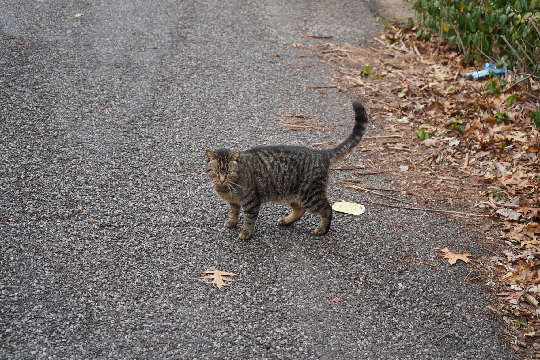 'We don't miss a day' — Paducah rescue group feeds cats on Christmas ...