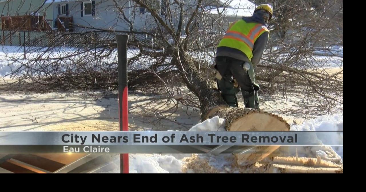 Eau Claire Forestry Department hopes to complete ash tree removal in ...