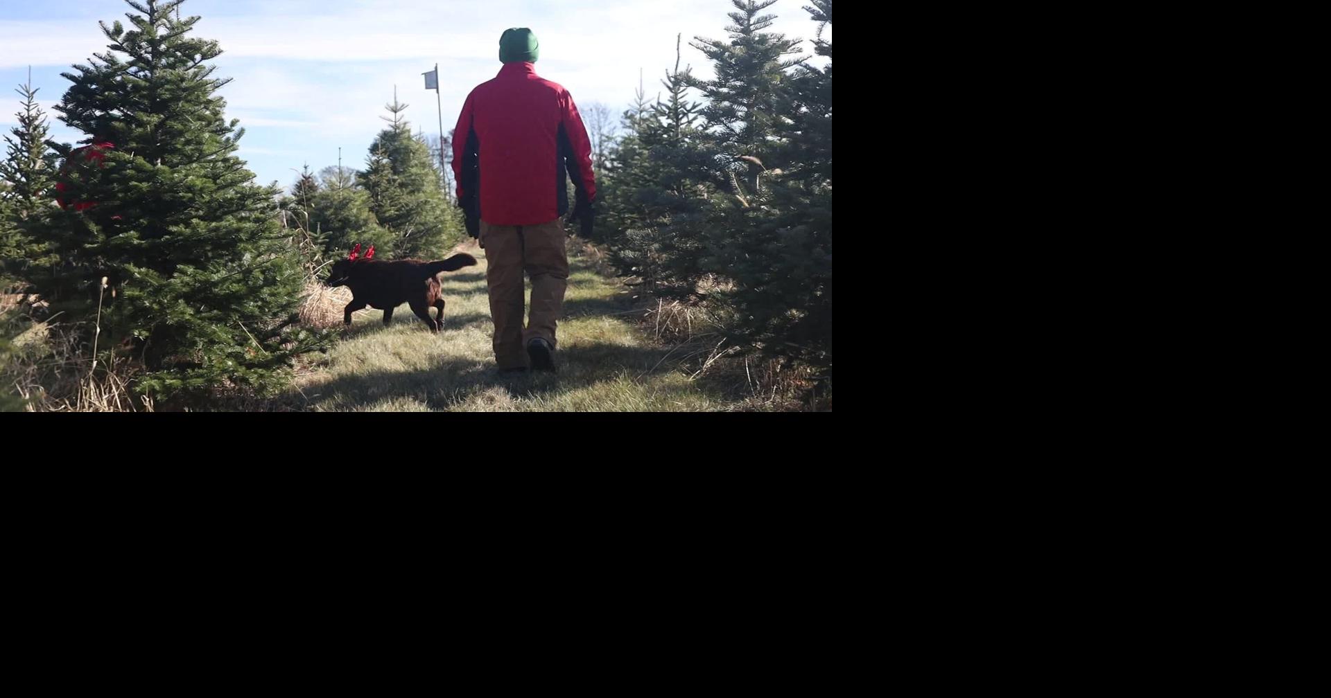 A closer look at Christmas tree farming in Wisconsin | Wisconsin News ...