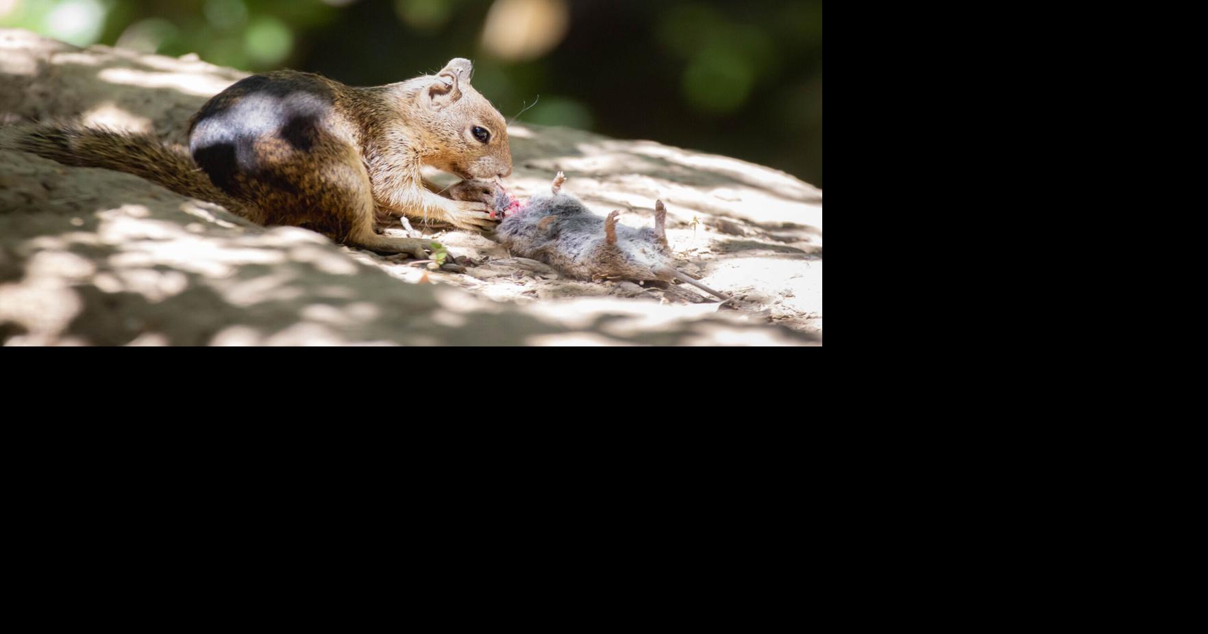 world cup squirrel course