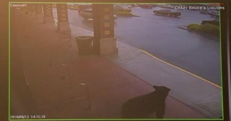 MUST SEE: A bear walks into a liquor store | Community | wqow.com