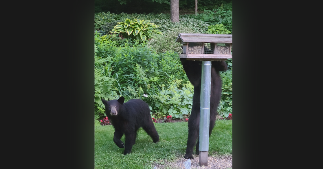 More active bears seen during the early summer season | News | wqow.com