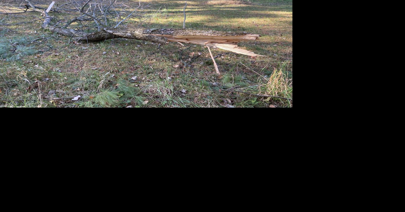 Emerald ash borers continue to ravage Wisconsin ash trees | Botany ...