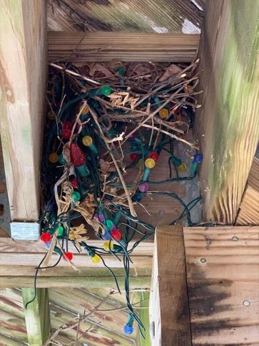"The Grinch of Christmas": Critters already chewing away holiday lights ...