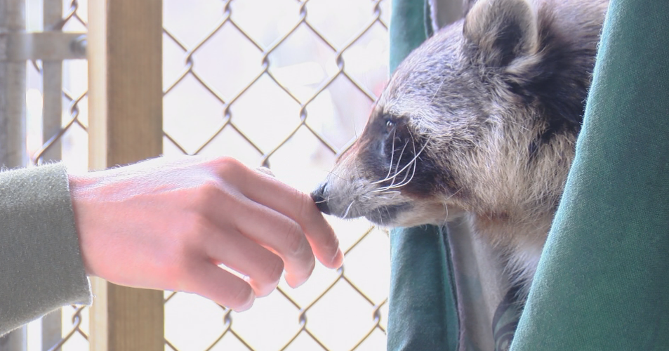 Keeping wildlife wild: What to do when you encounter local wildlife ...