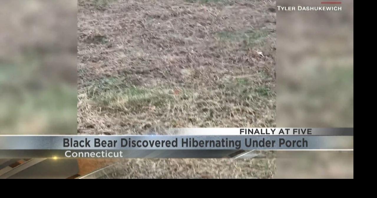 Finally at Five: Black bear discovered hibernating under porch | Video ...