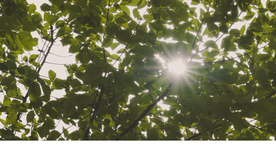 Minnesota Zoo's Treetop Trail — world's longest elevated pedestrian ...
