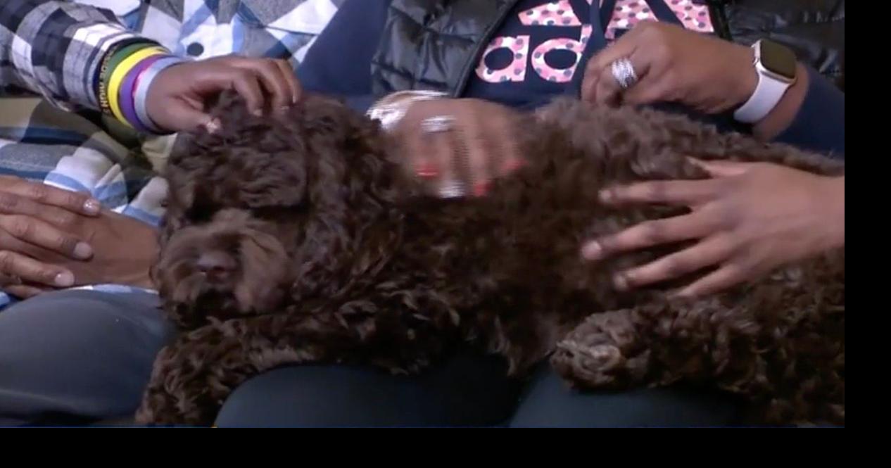 'He told me he was my angel': Milwaukee family reunited with stolen dog ...