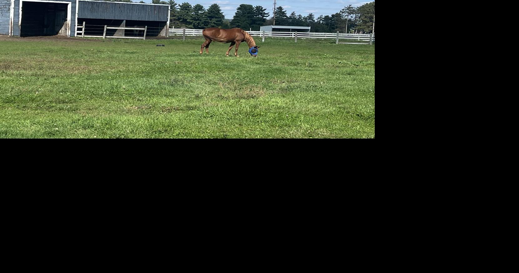 Volunteers tidy up Trinity Equestrian Center for United Way Day of ...