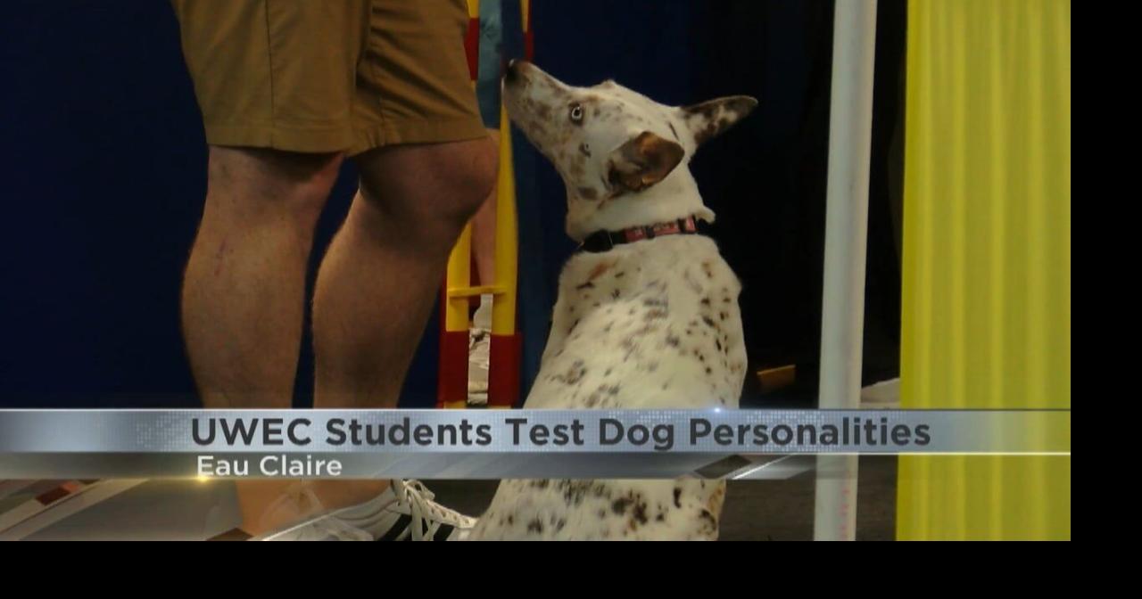 UW-Eau Claire students research dog personalities and social ...