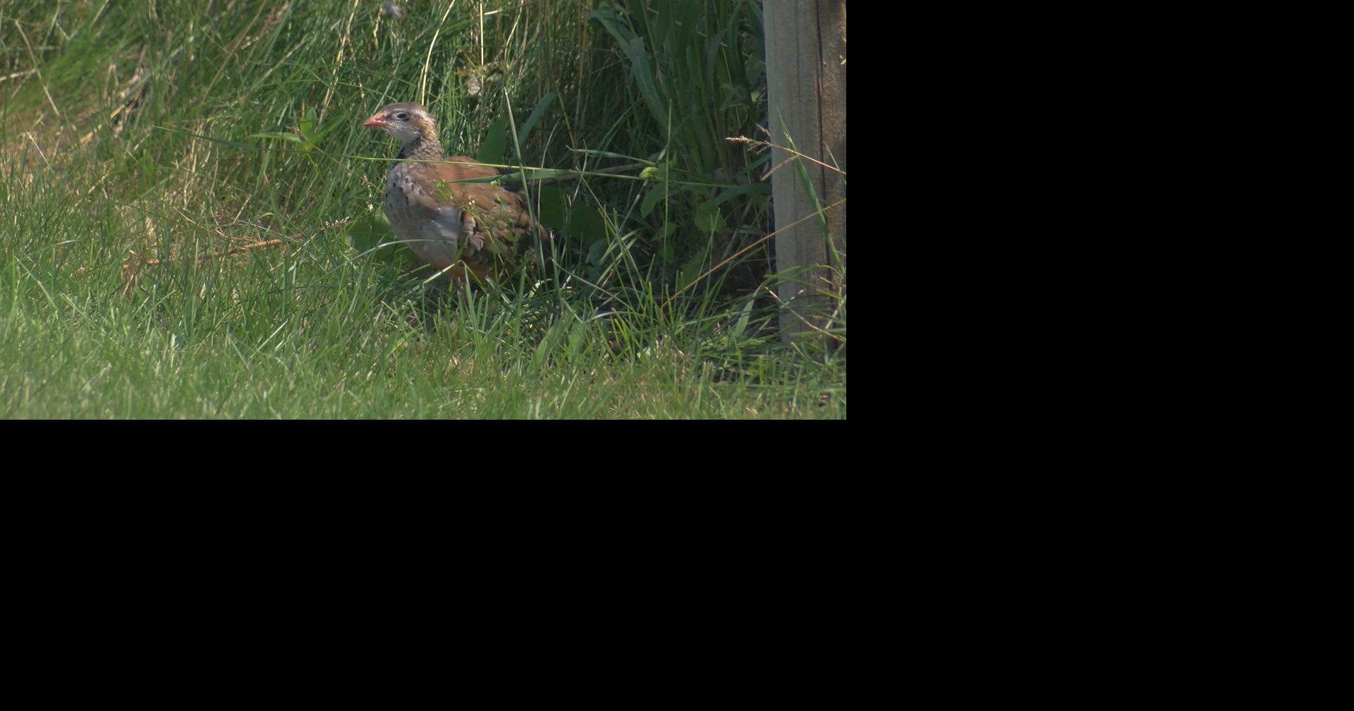 Thousands of Pheasants Escape After Tornado | Wisconsin News | wqow.com