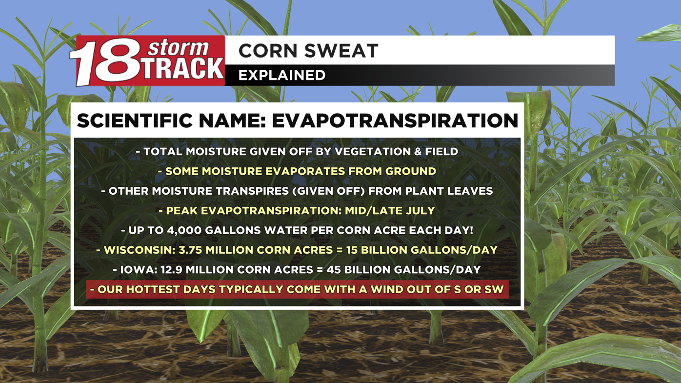 corn sweat humidity
