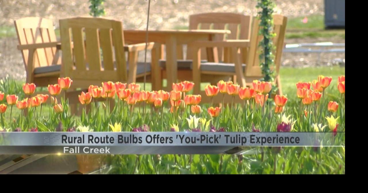 Rural Route Bulbs offers 'you-pick' tulip experience | Video | wqow.com