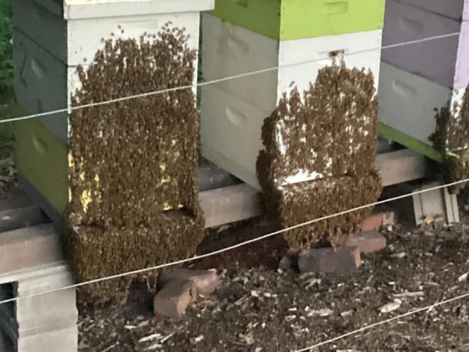 Bees are also trying to beat the heat this week | News | wqow.com