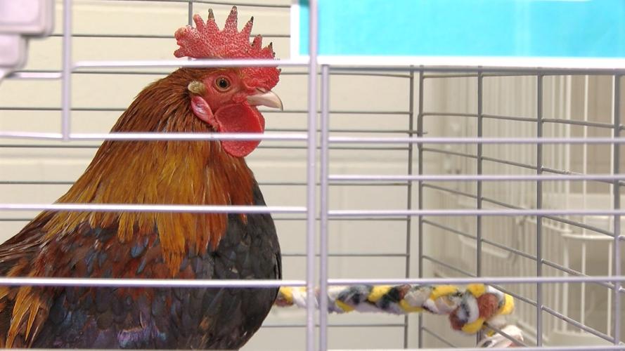 Adoption fees waived for barn cats, roosters at Eau Claire shelter ...