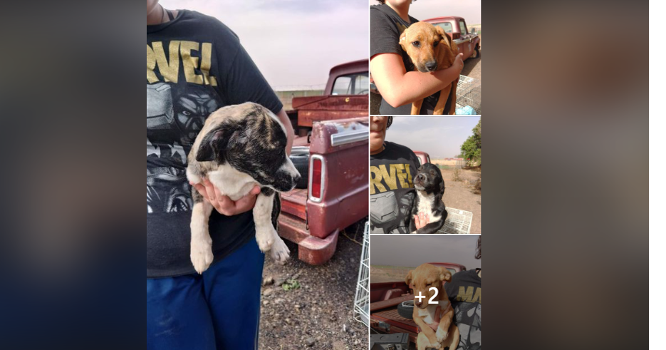 Chippewa Humane Association preparing to take in 13 puppies that were ...