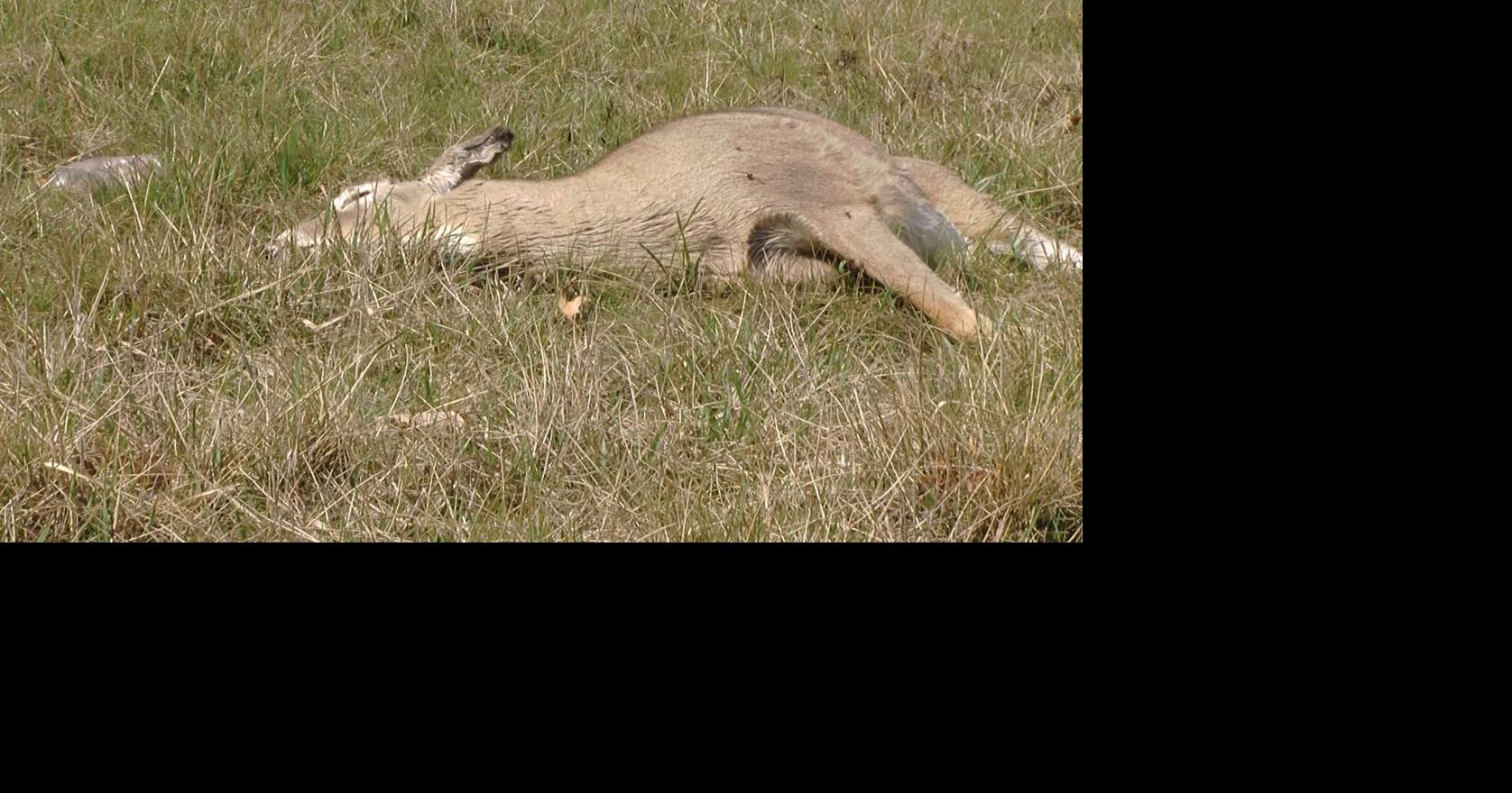 You Ask, We Answer: What do you do if you hit a deer with your vehicle ...