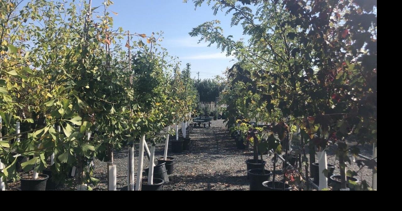 Tips for planting trees during the fall | News | wqow.com