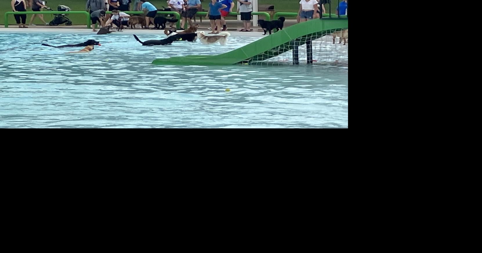 Dogs make splash at Fairfax pool for annual Doggie Swim Fest | News ...