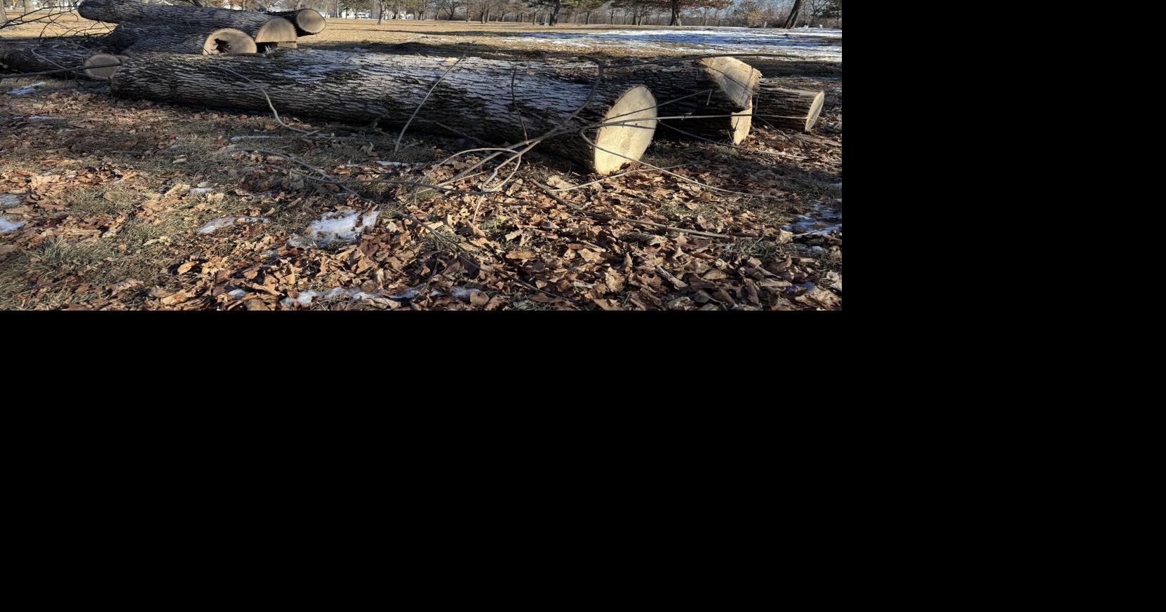 You Ask, We Answer: Why are trees being cut down in Buffington Park ...