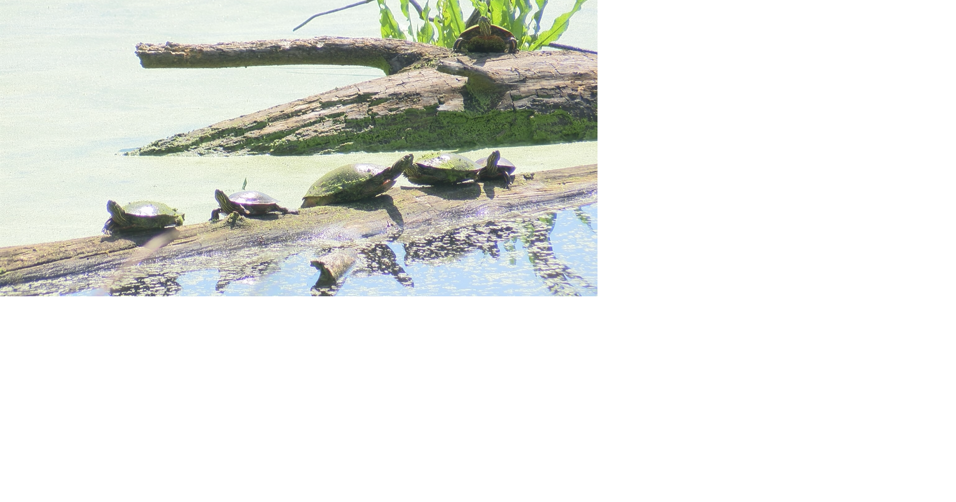 Protecting turtles during nesting season | Biology | wqow.com