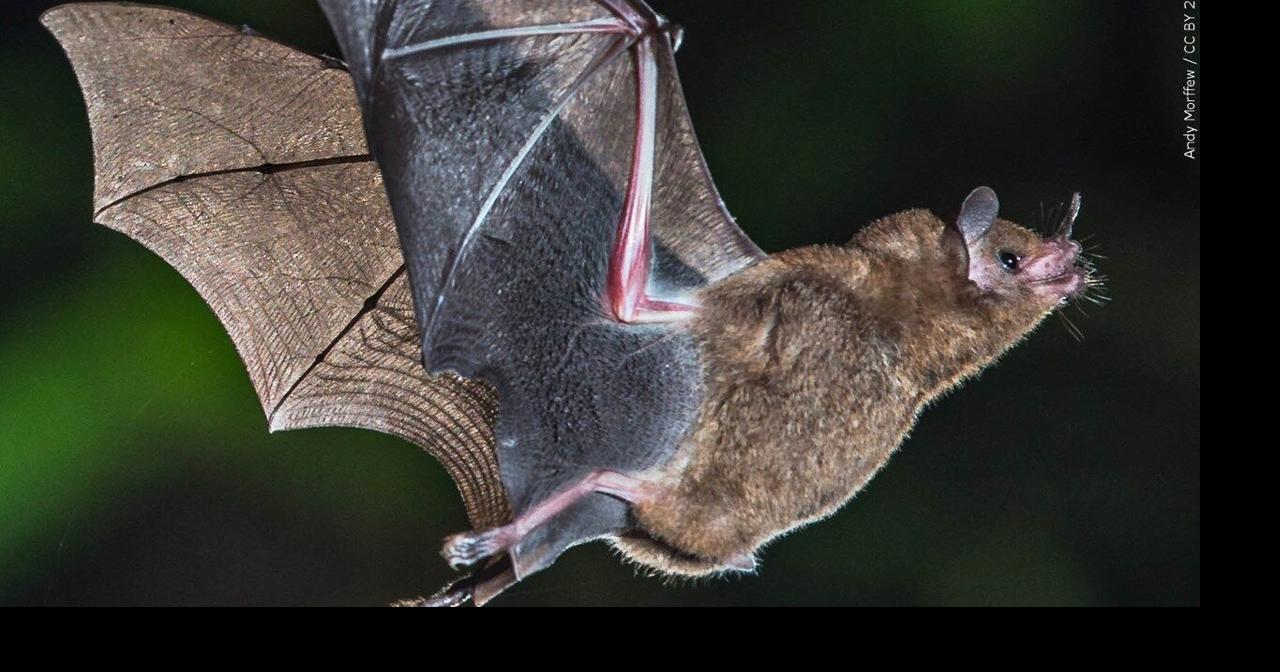 Risk of rabies exposure increases during the fall | Top Stories | wqow.com