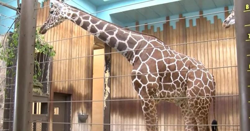 Zoo giraffe recovers after unprecedented surgery | Wisconsin News ...