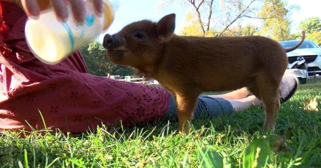 Miracle piglet becomes mascot for Chippewa Valley farm | Archive | wqow.com