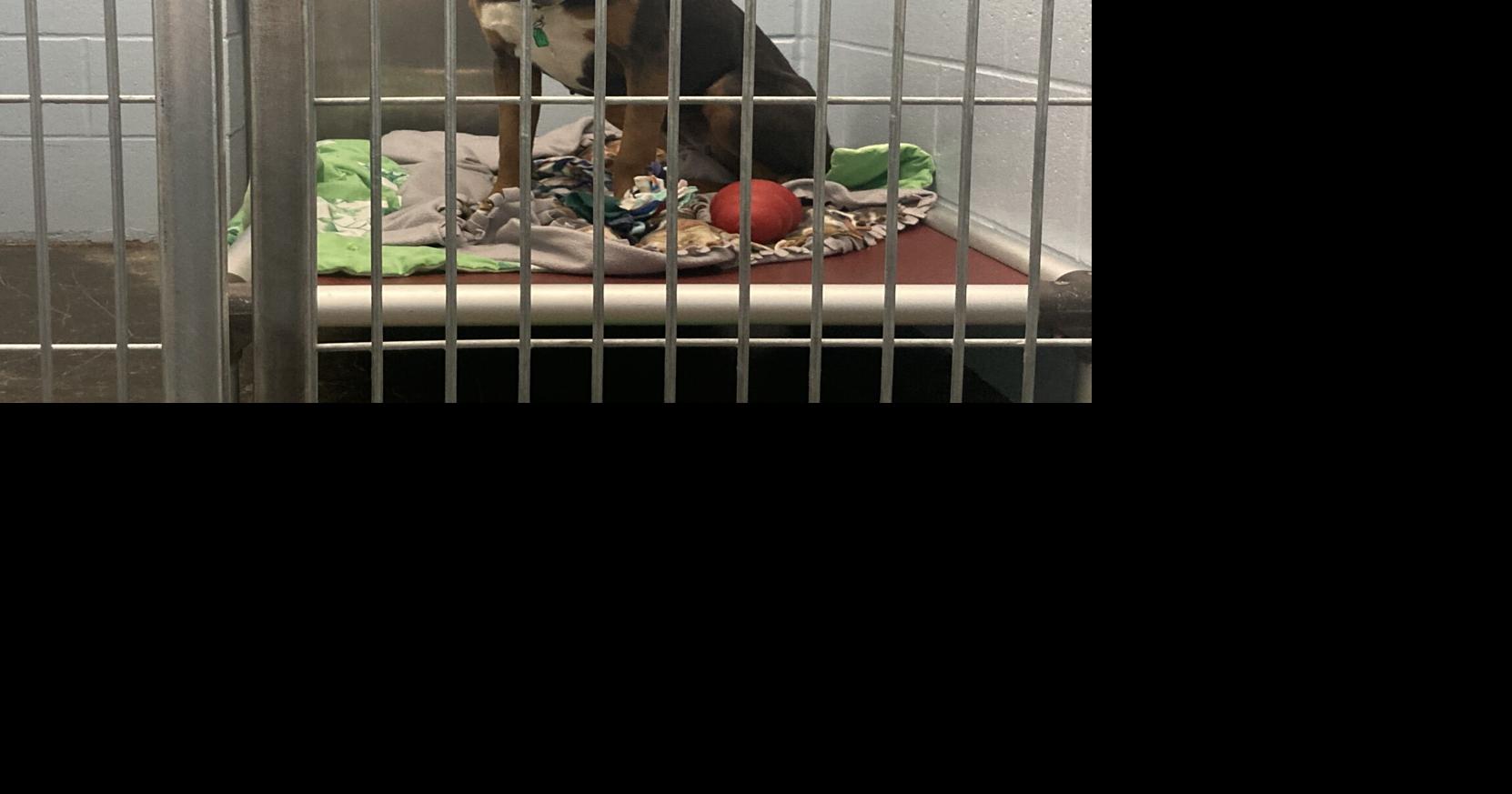 Eau Claire County Humane Association prepares for Fourth of July influx ...