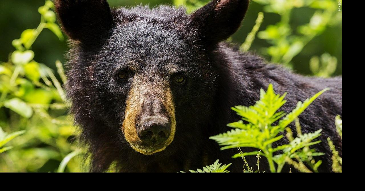 DNR: Nearly 4,300 bears harvested during 2024 season | News | wqow.com
