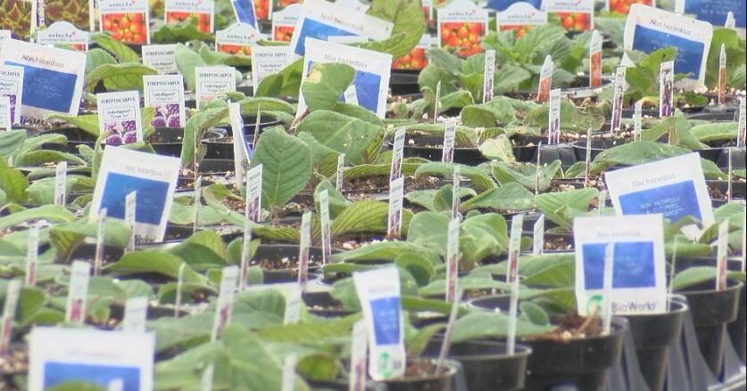 Getting ready for spring planting? Local garden center shares planting ...