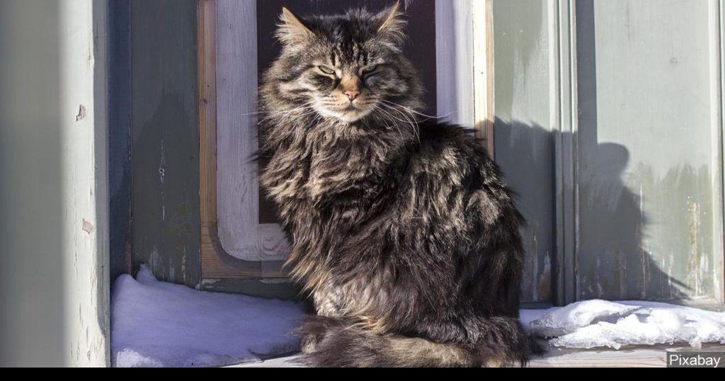 Feral Felines: Barn cats up for adoption at Chippewa County Humane ...