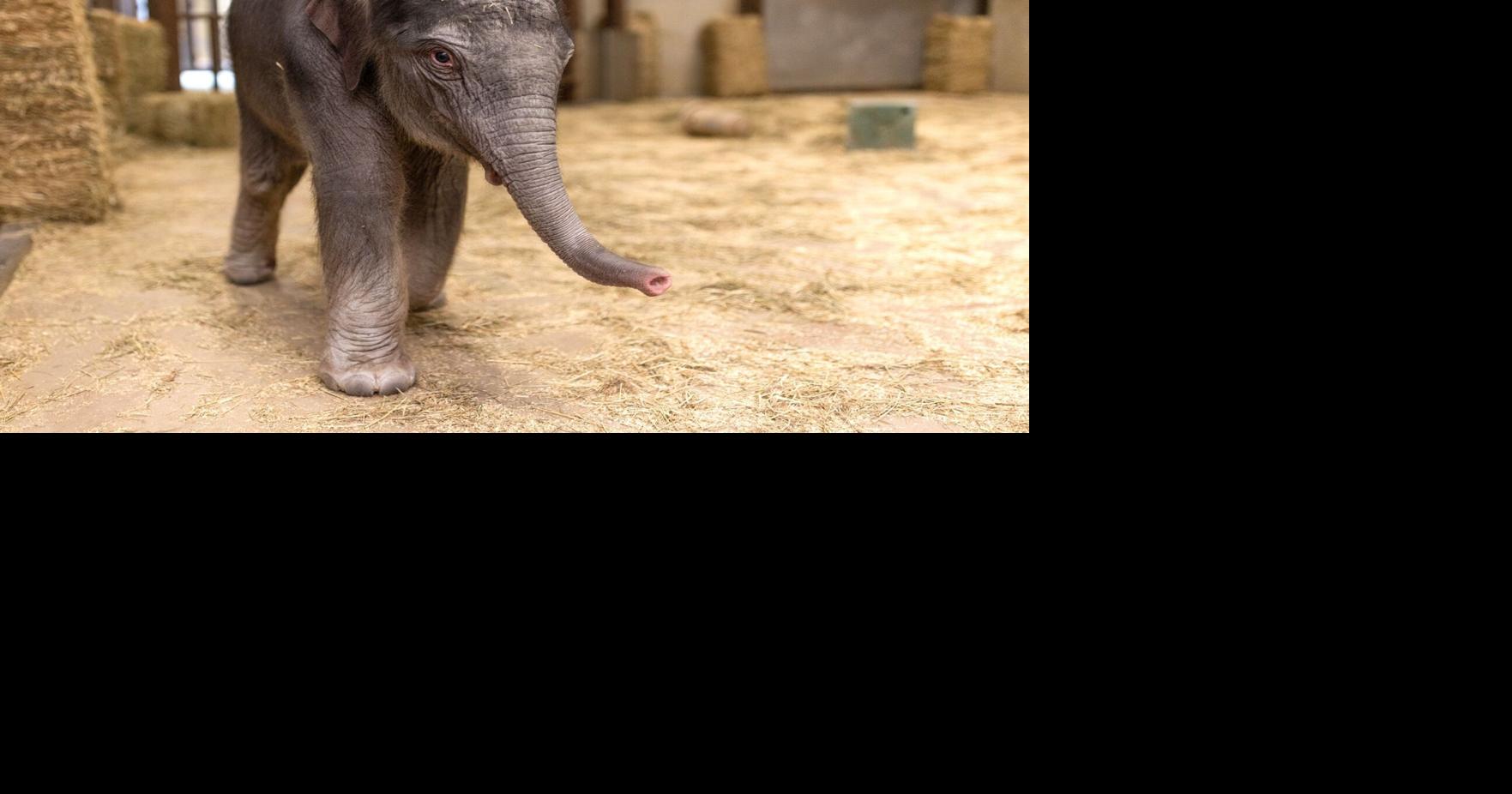 See the first baby elephant born at Smithsonian’s National Zoo in ...