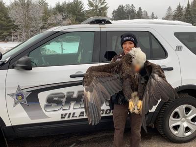 Bald eagle hit by car in Vilas Co., authorities urge caution ...