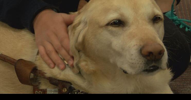 Therapy dogs help UWEC students relax during finals week | Positively ...