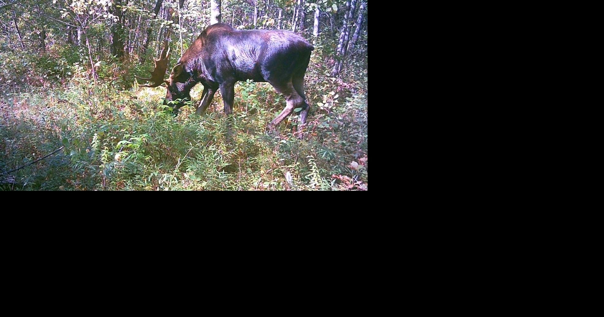 Moose sightings on the rise in Northern Wisconsin | Wisconsin News ...