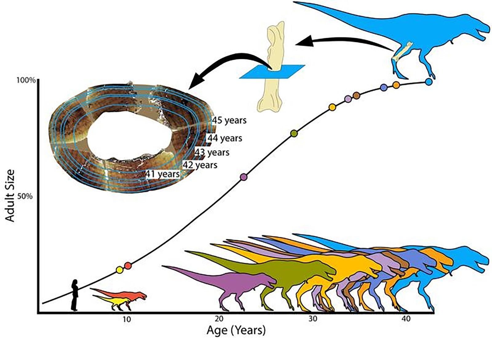 Fossil analysis changes what paleontologists know about how long T. rex ...