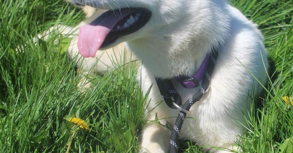 UPDATE: dog stolen from Humane Society found safe, suspect in custody ...