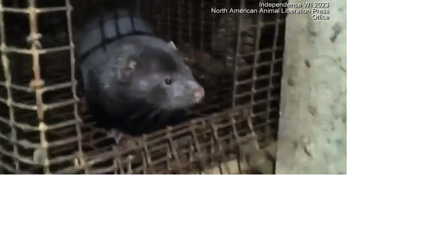 Suspect recounts 1997 raid of same mink farm just hit; 'We released 800 ...